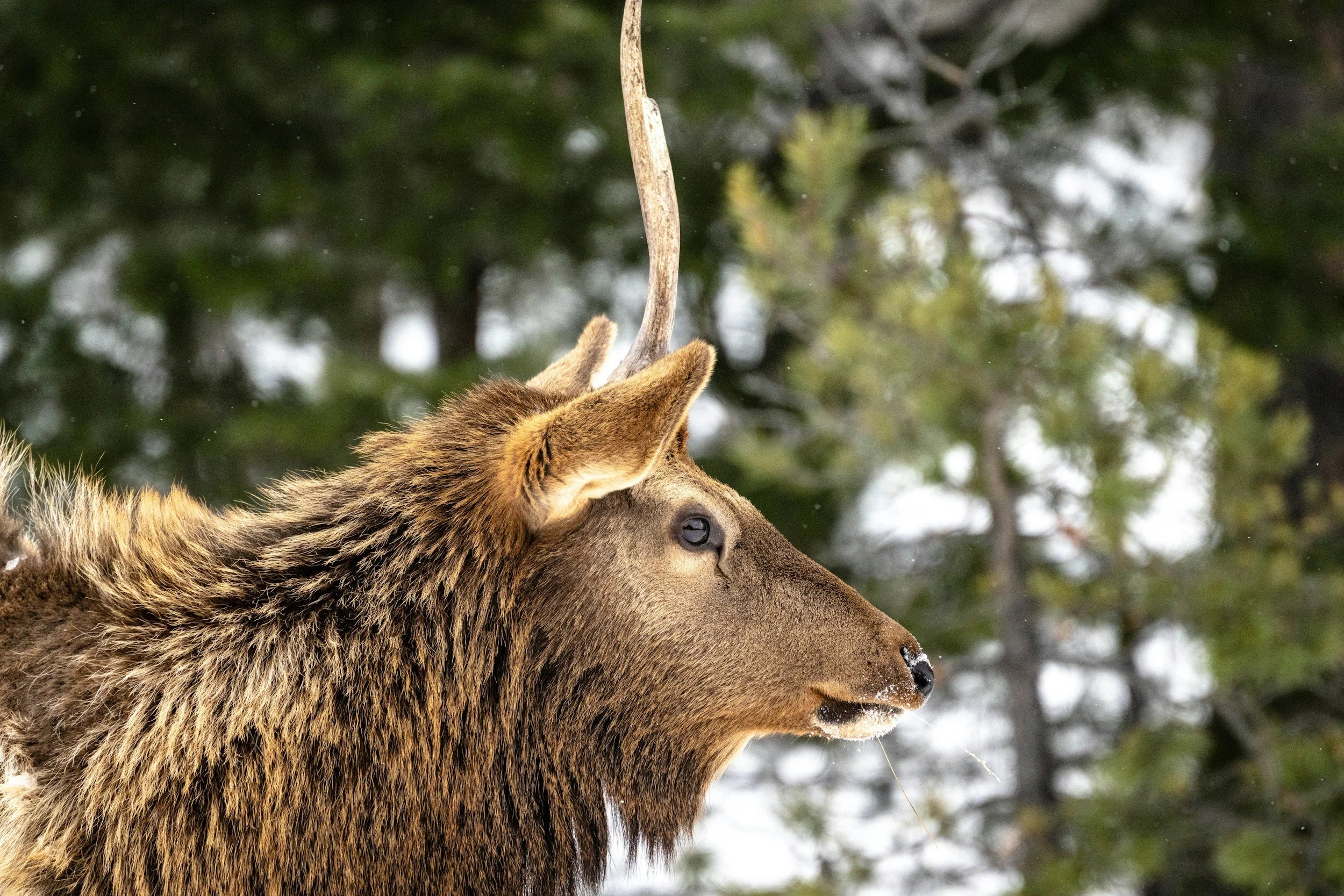 Traditional Indigenous Foods in Canada — Recipes & Roots