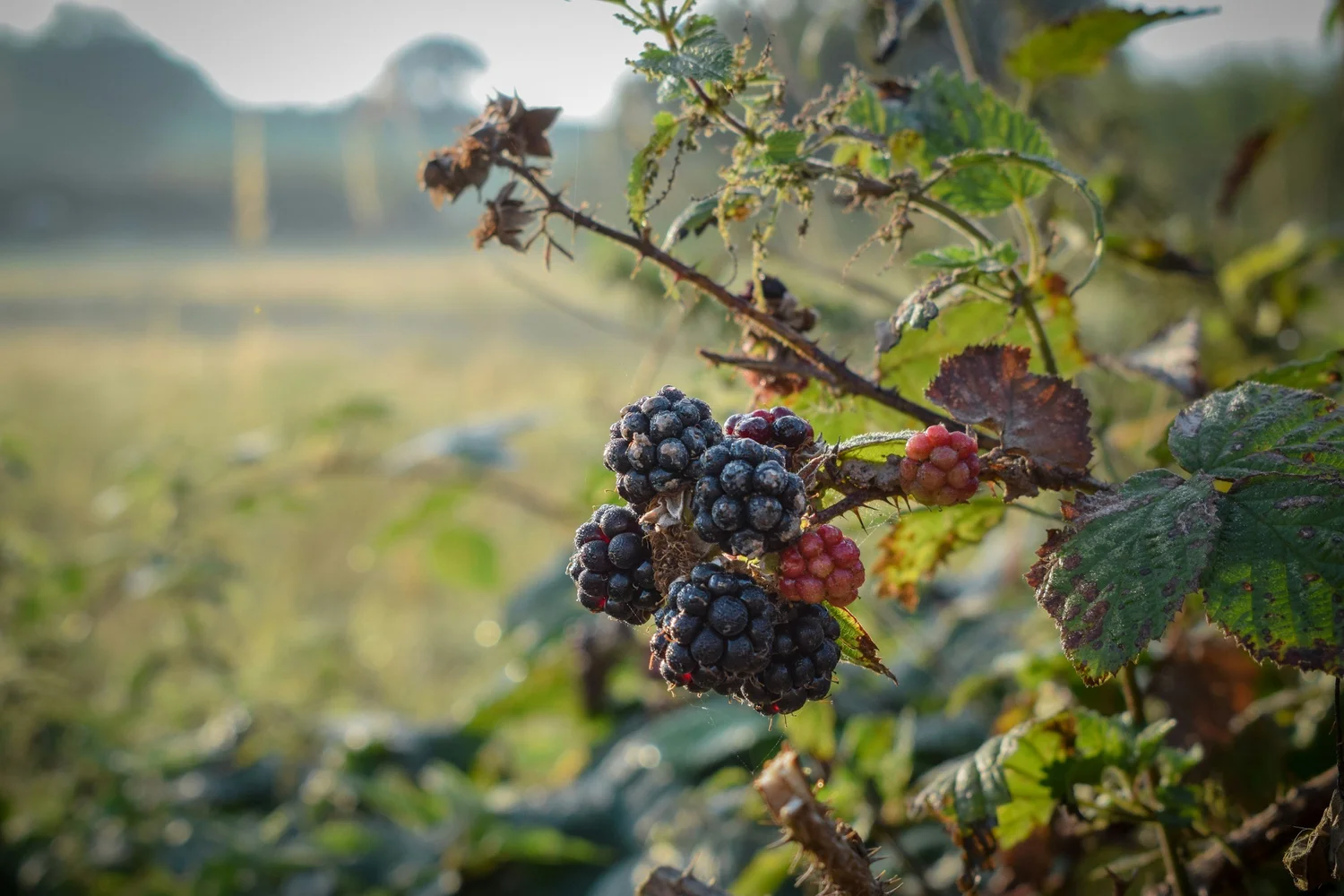 Banquets of the Celts: Wild Foraged Flavours from Ancient Europe ...
