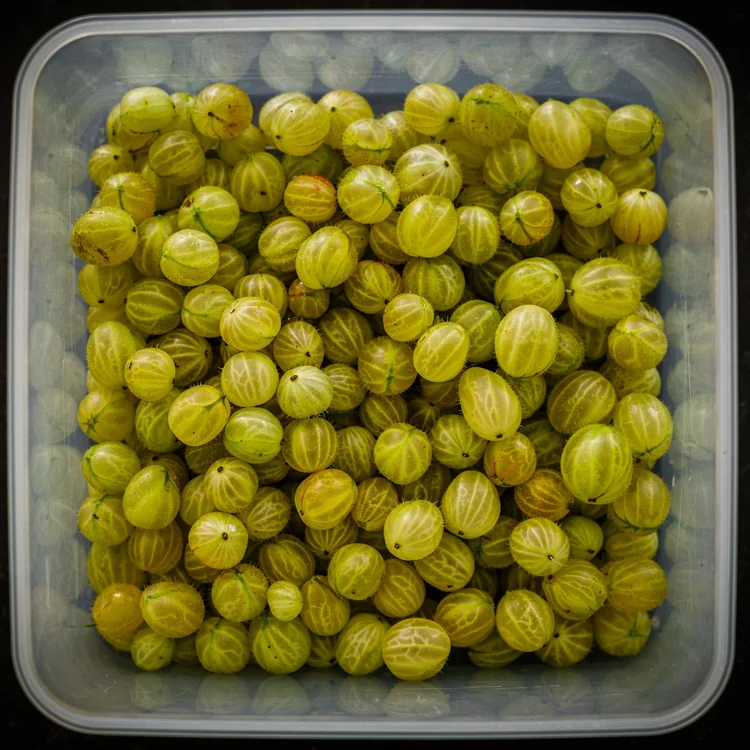 Saskatchewan’s Heartland Harvest: Métis Food Traditions on the Prairies ...