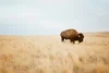 Saskatchewan’s Heartland Harvest: Métis Food Traditions on the Prairies ...