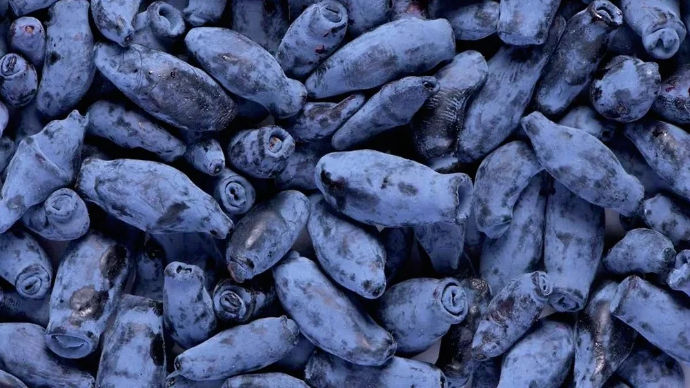 Haskaps on the Canadian prairies: Early Berries, Indigenous Knowledge ...