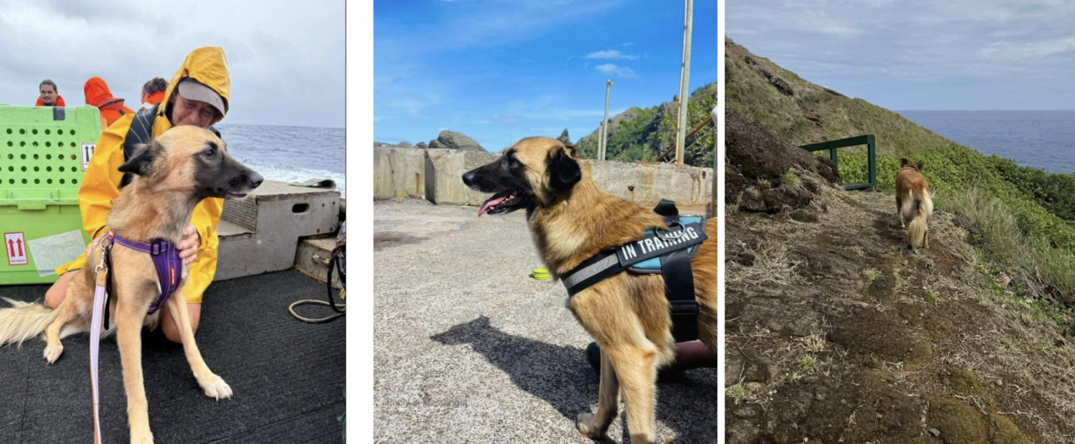 Welcome to Pitcairn, Aster the Diplo-Dog — Visit Pitcairn - Open To Explore