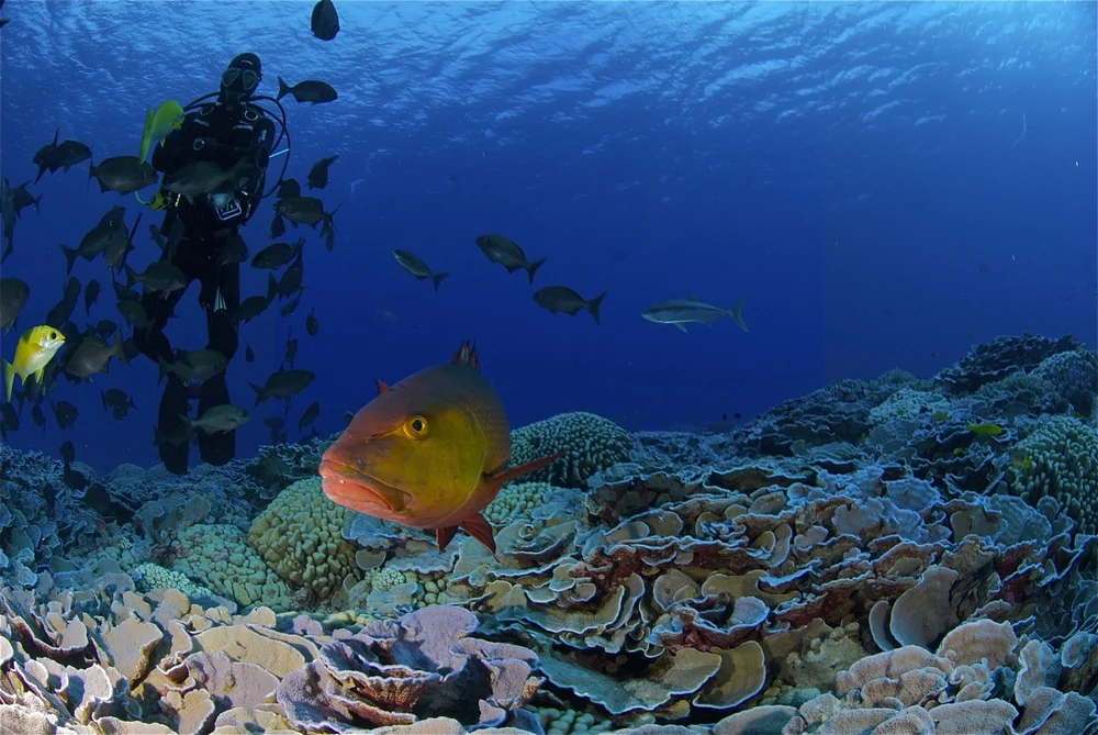 Visit Pitcairn - Open To Explore