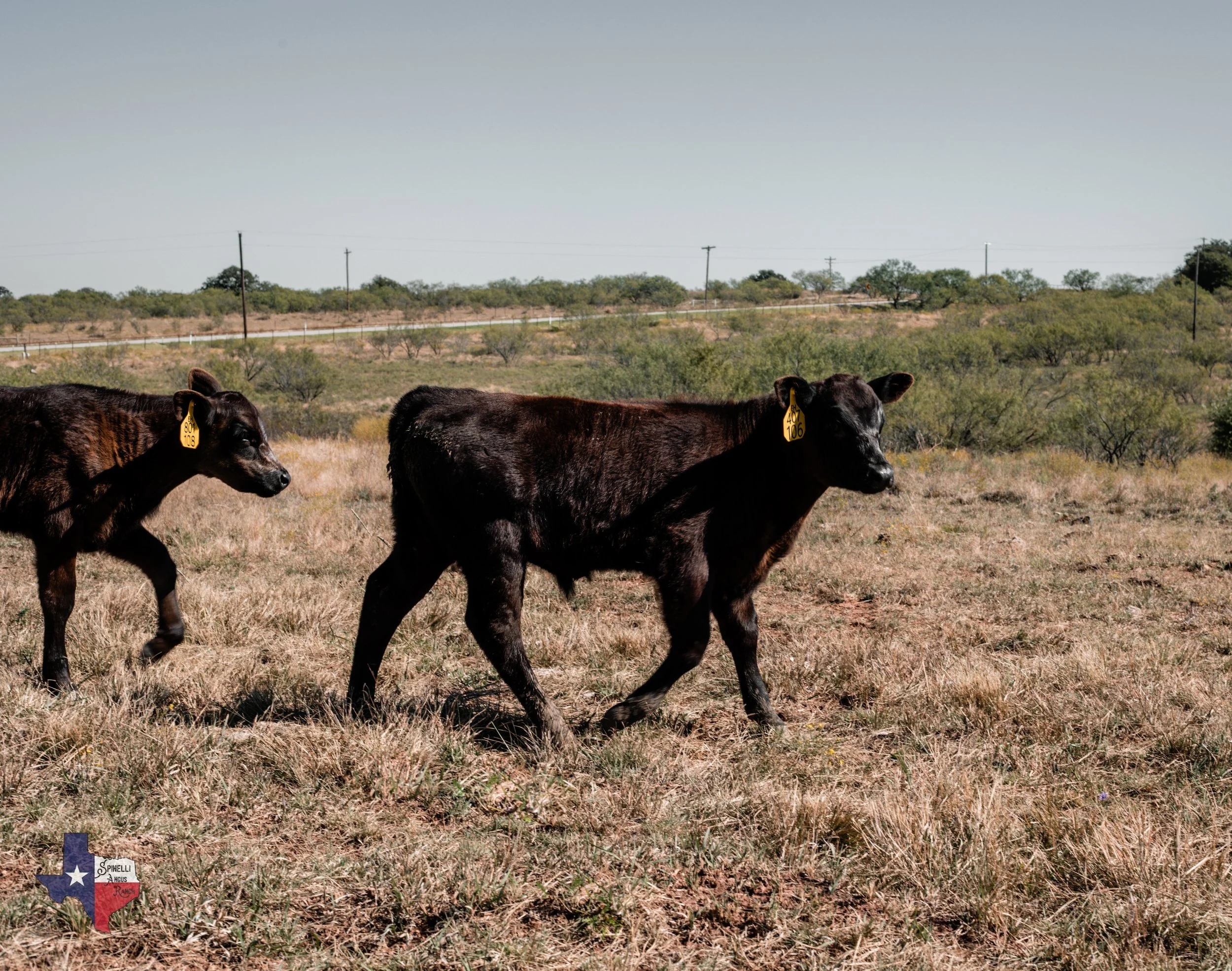 For Sale — Spinelli Angus Ranch