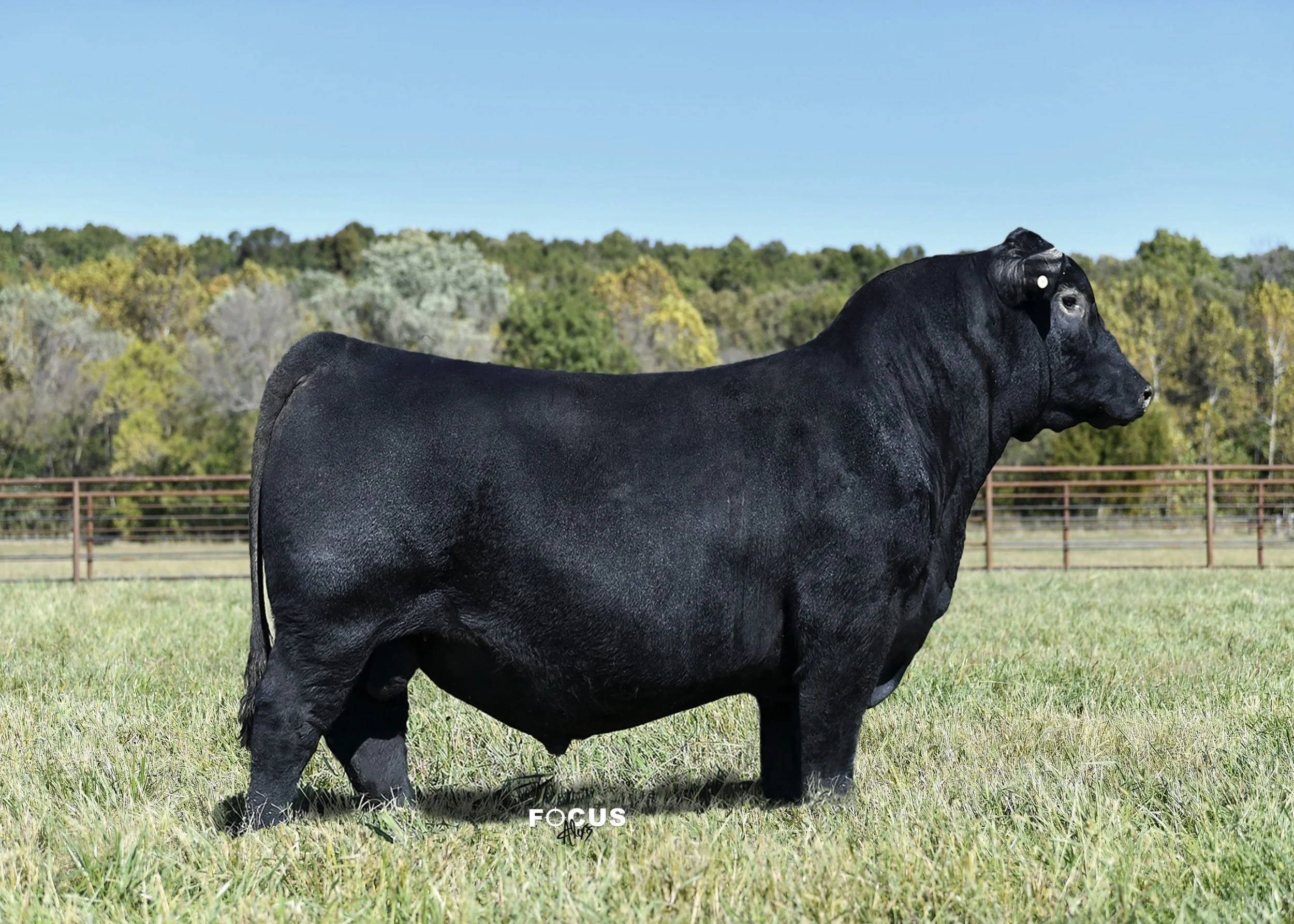 Herd Sires — Spinelli Angus Ranch