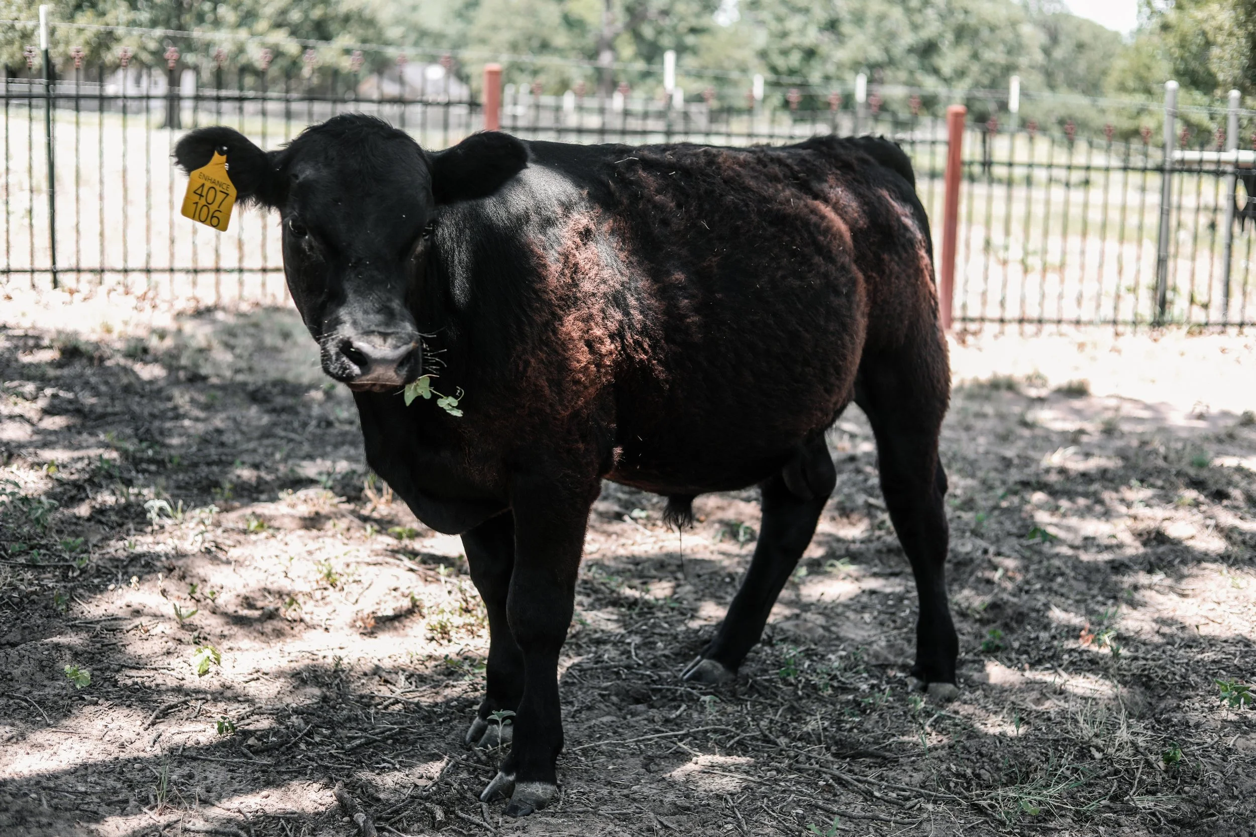 For Sale — Spinelli Angus Ranch