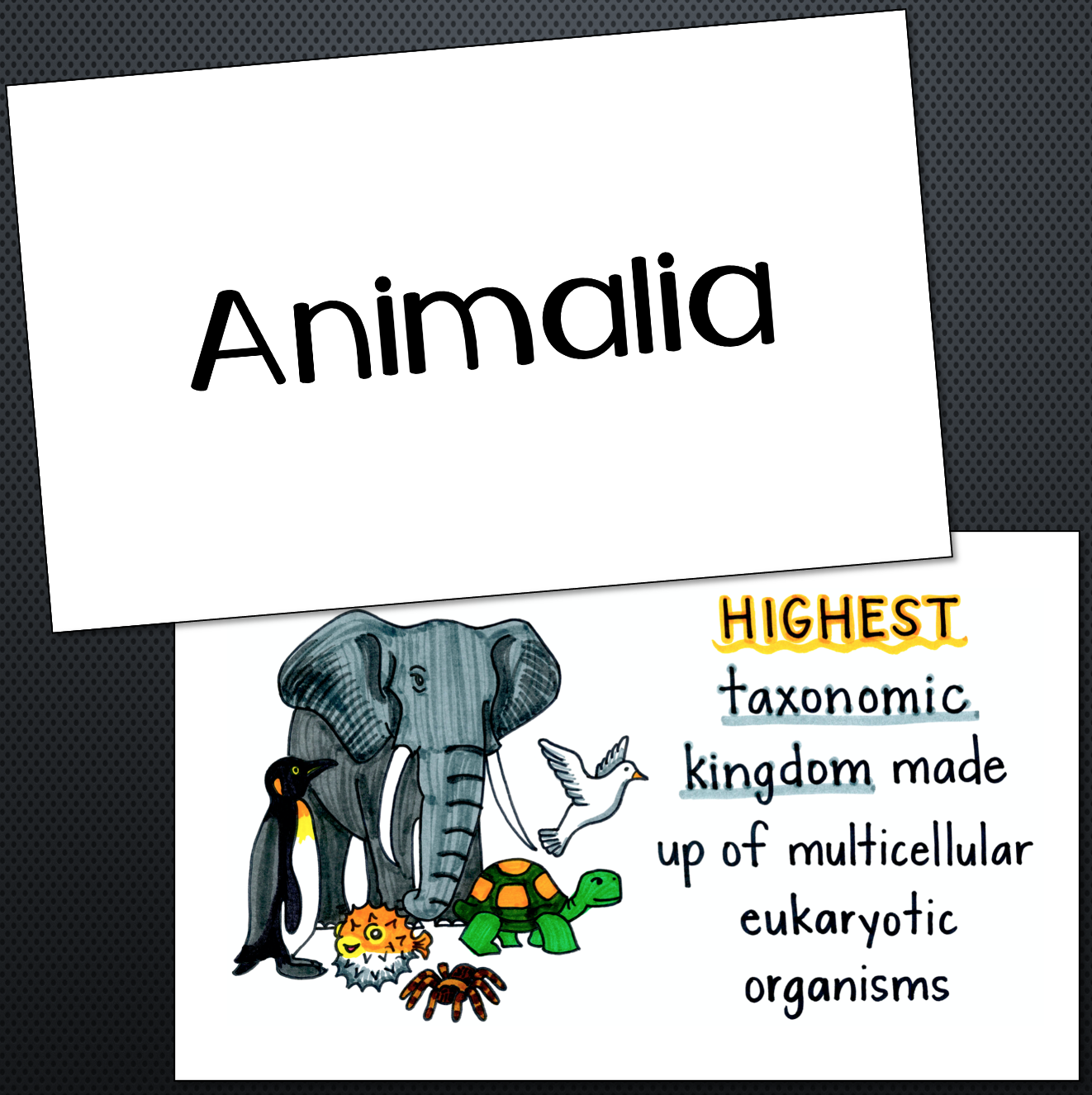 Shop — Catnip's Word Walls