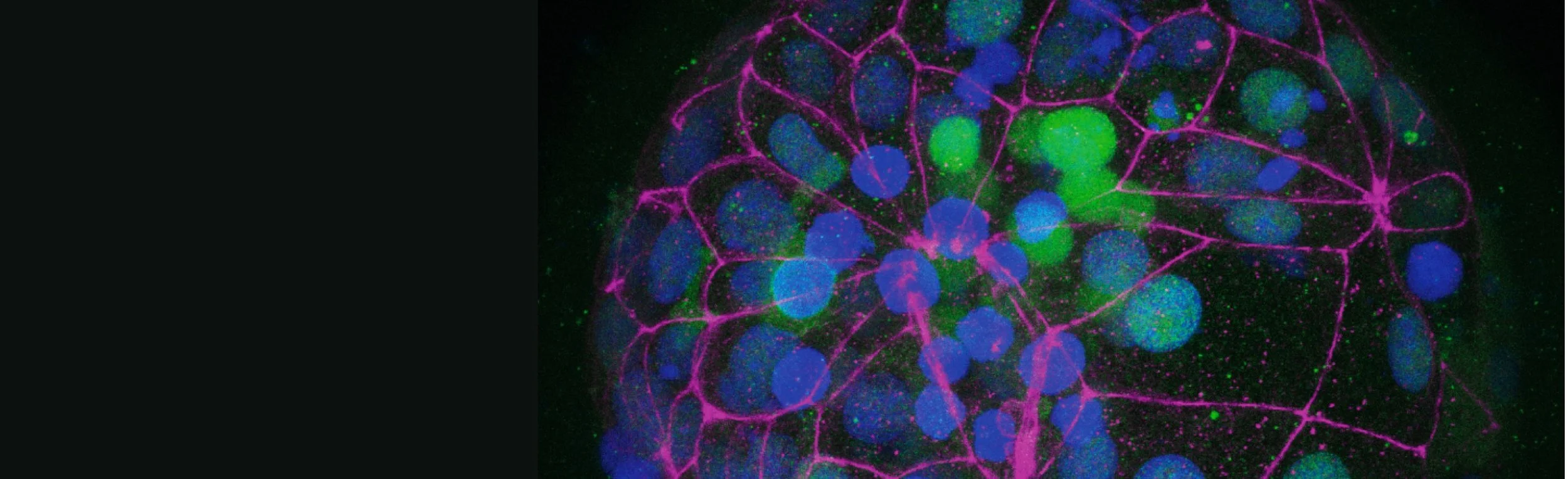 Research Tissues & Ethics — HDBI - Human Development Biology Initiative