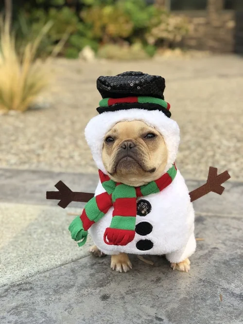Christmas Outfit Ideas for Small Dogs — Weeno Social | Party Planning ...