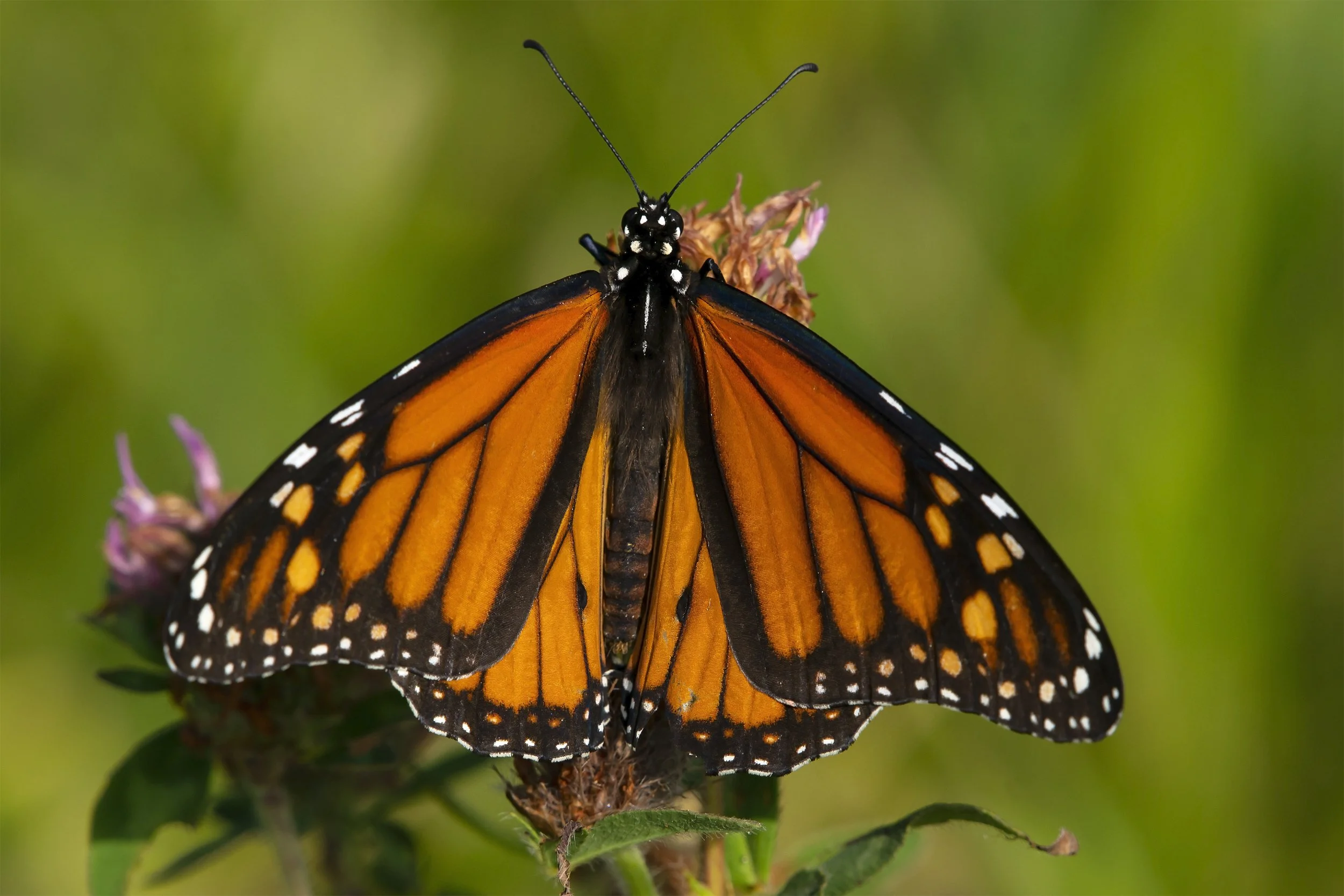 Interpretive Consulting Services