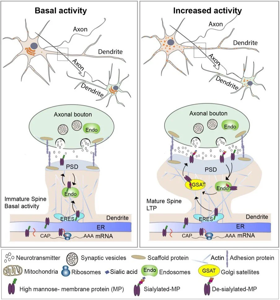 Neuronal secretory pathway — Jeyifous Lab at DePaul University