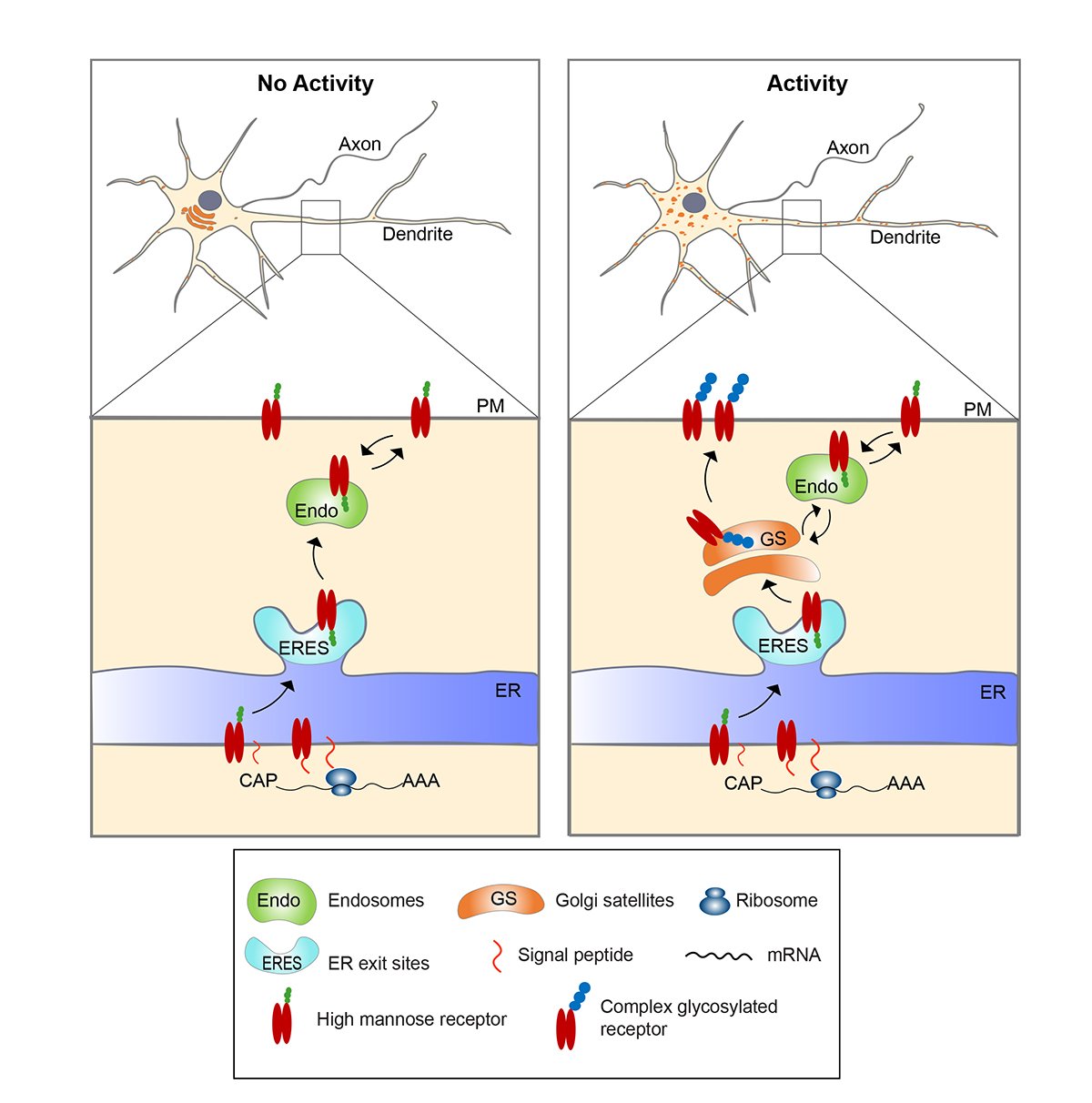 Neuronal secretory pathway — Jeyifous Lab at DePaul University