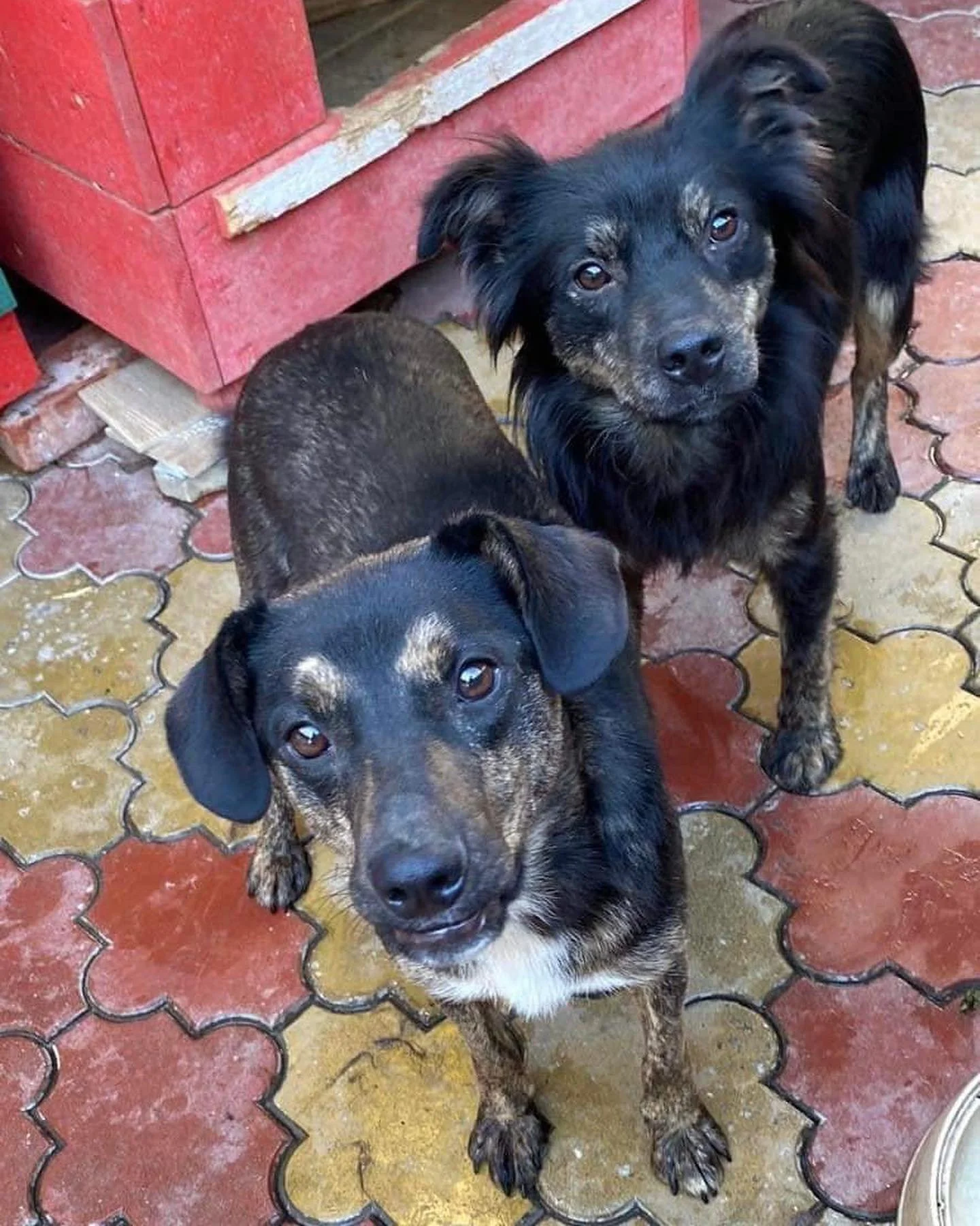 Mossmania Dogs Rescue