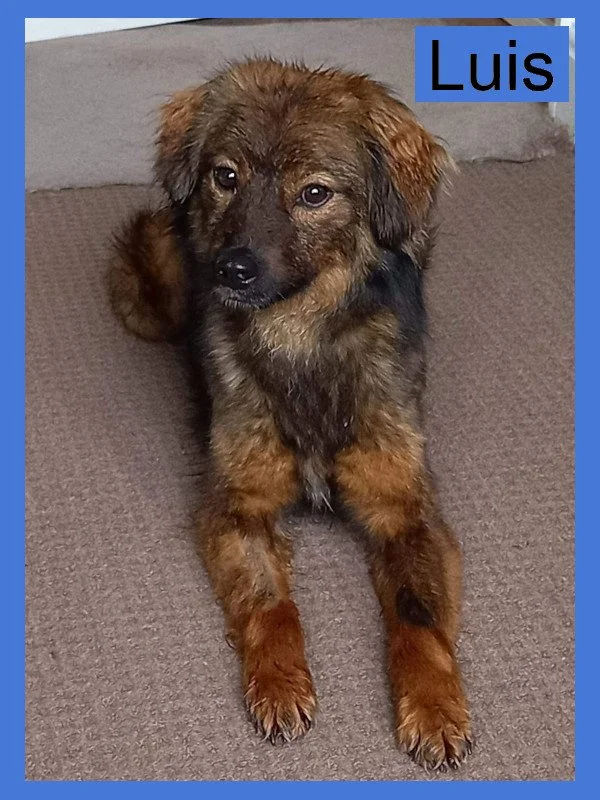 The Nursery — Mossmania Dogs Rescue