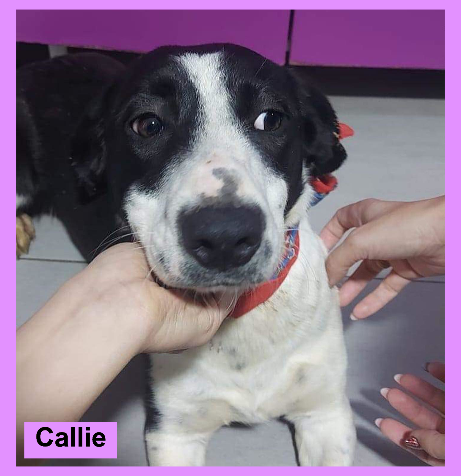 The Nursery — Mossmania Dogs Rescue