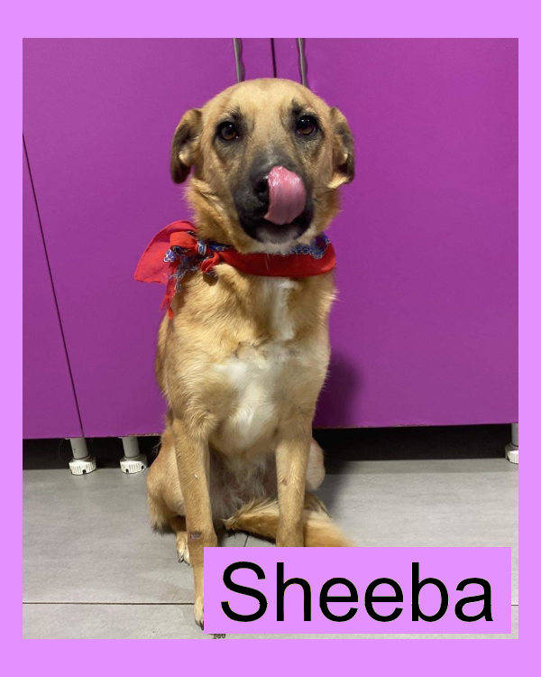 Teenagers — Mossmania Dogs Rescue