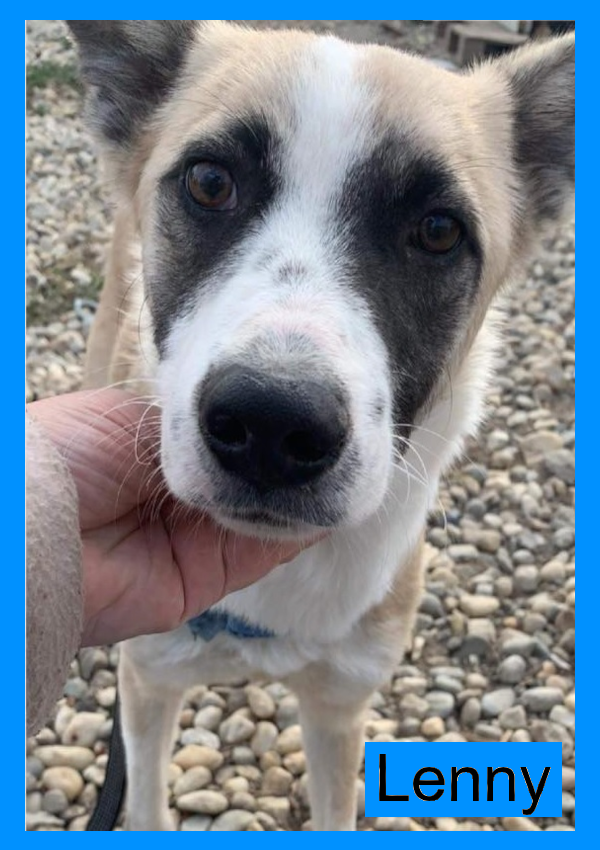 Teenagers — Mossmania Dogs Rescue