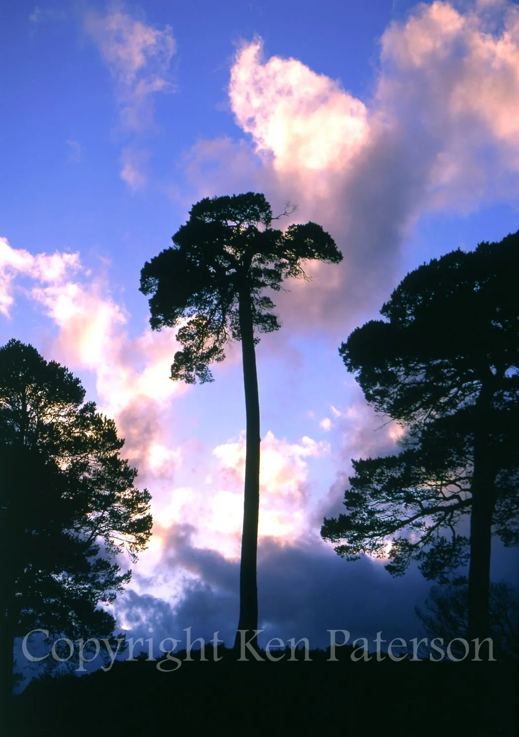 John Muir and the Scots Pine - as seen by the tree photographer ...
