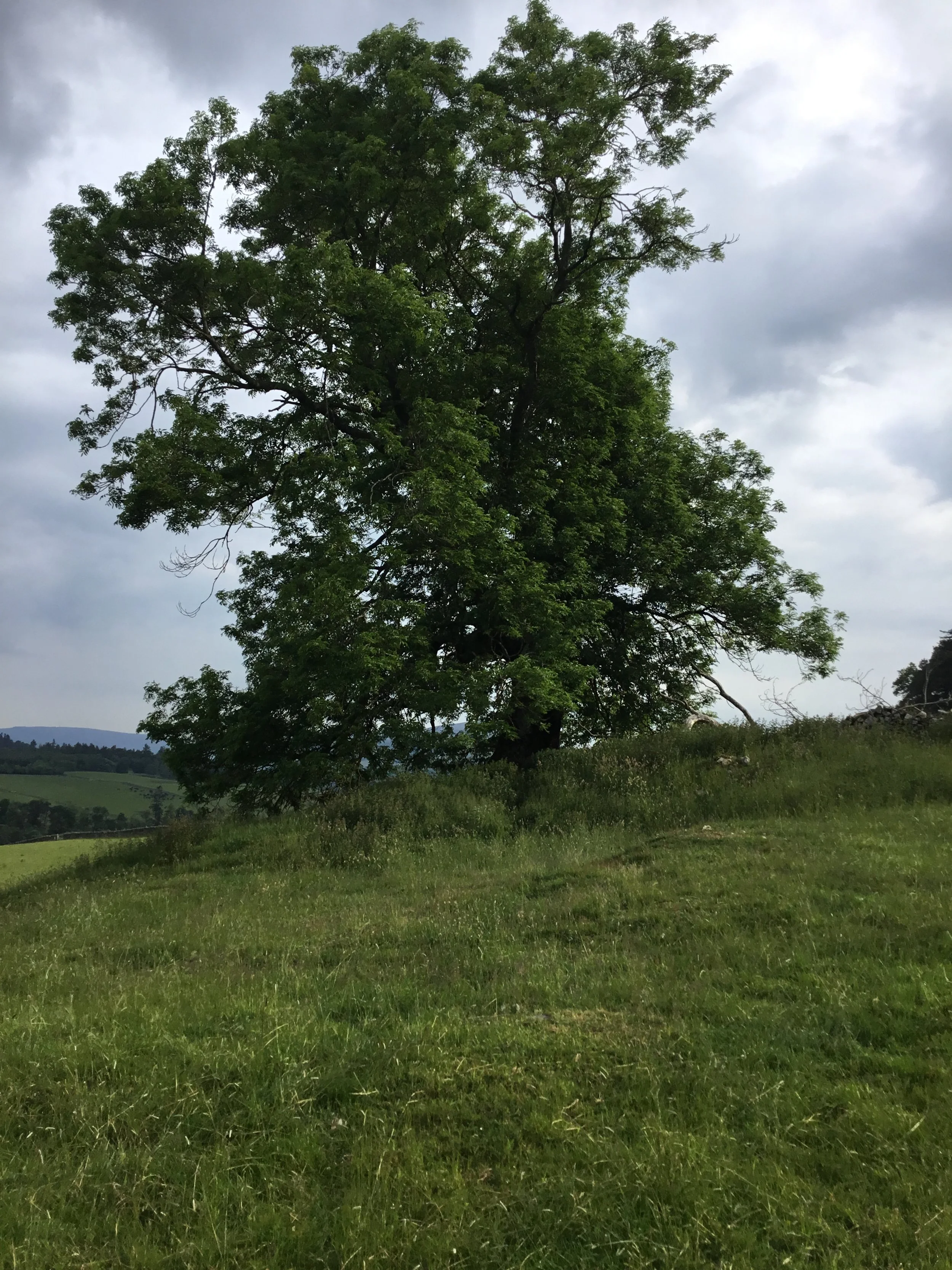 Requiem or Celebration for Ash — Stories of People and Trees