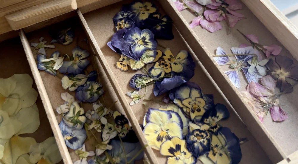 How to Create a Herbarium for Botanical Printing and Natural Dyeing ...