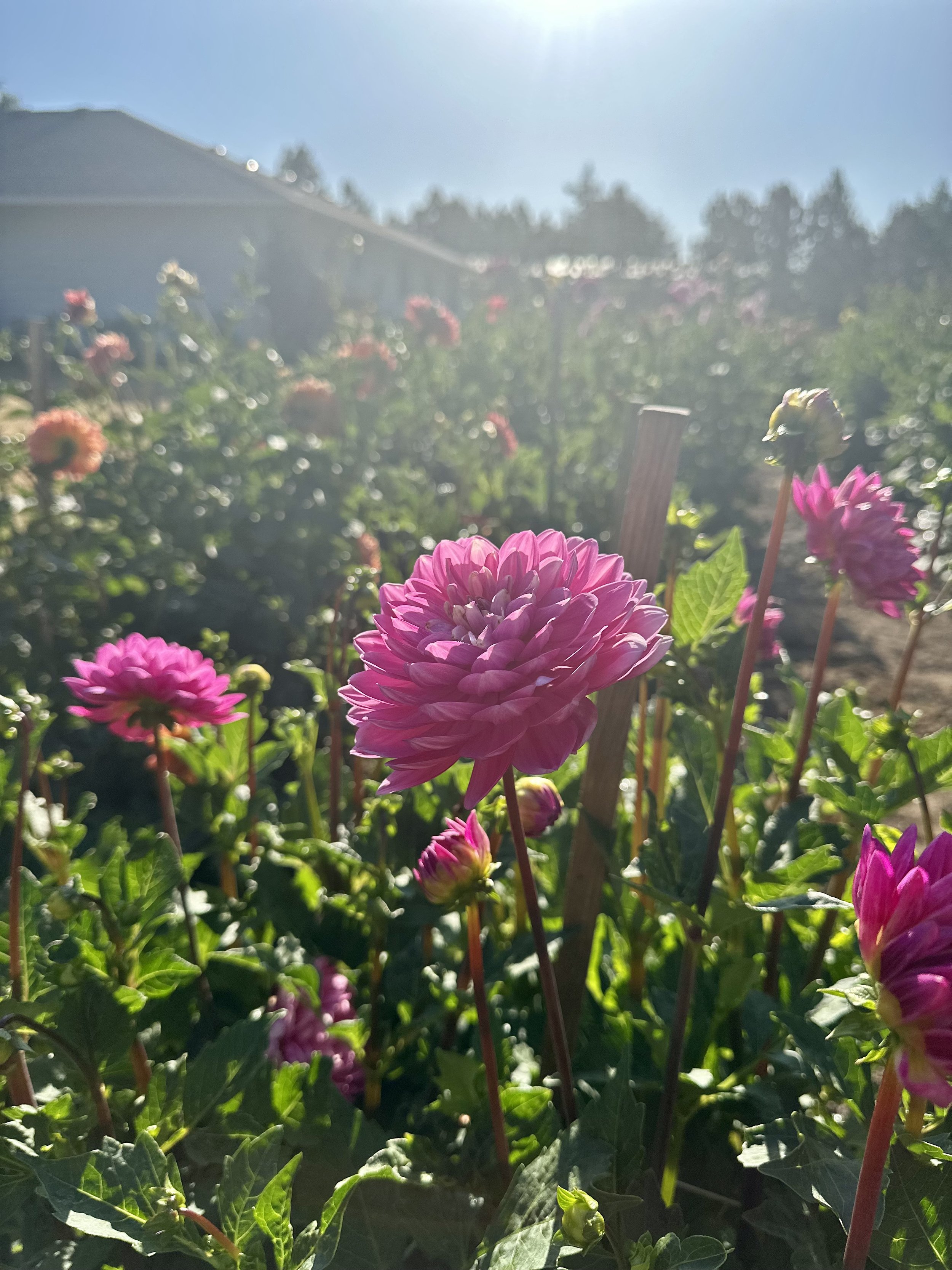 Sandia KC — Kale Lane Dahlias