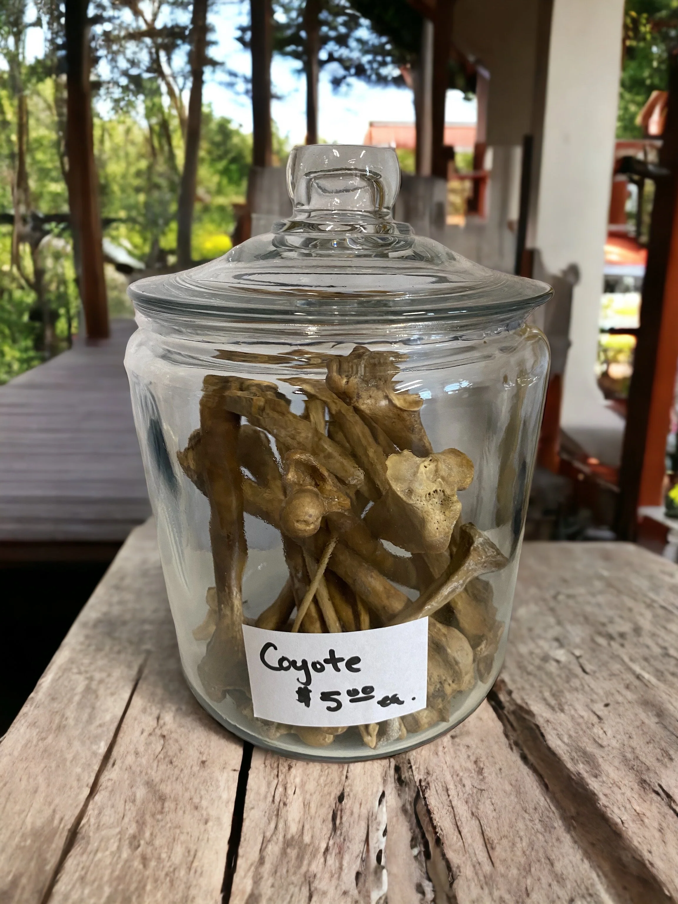 Deer Bones (per bone) — Woodland Wanderland