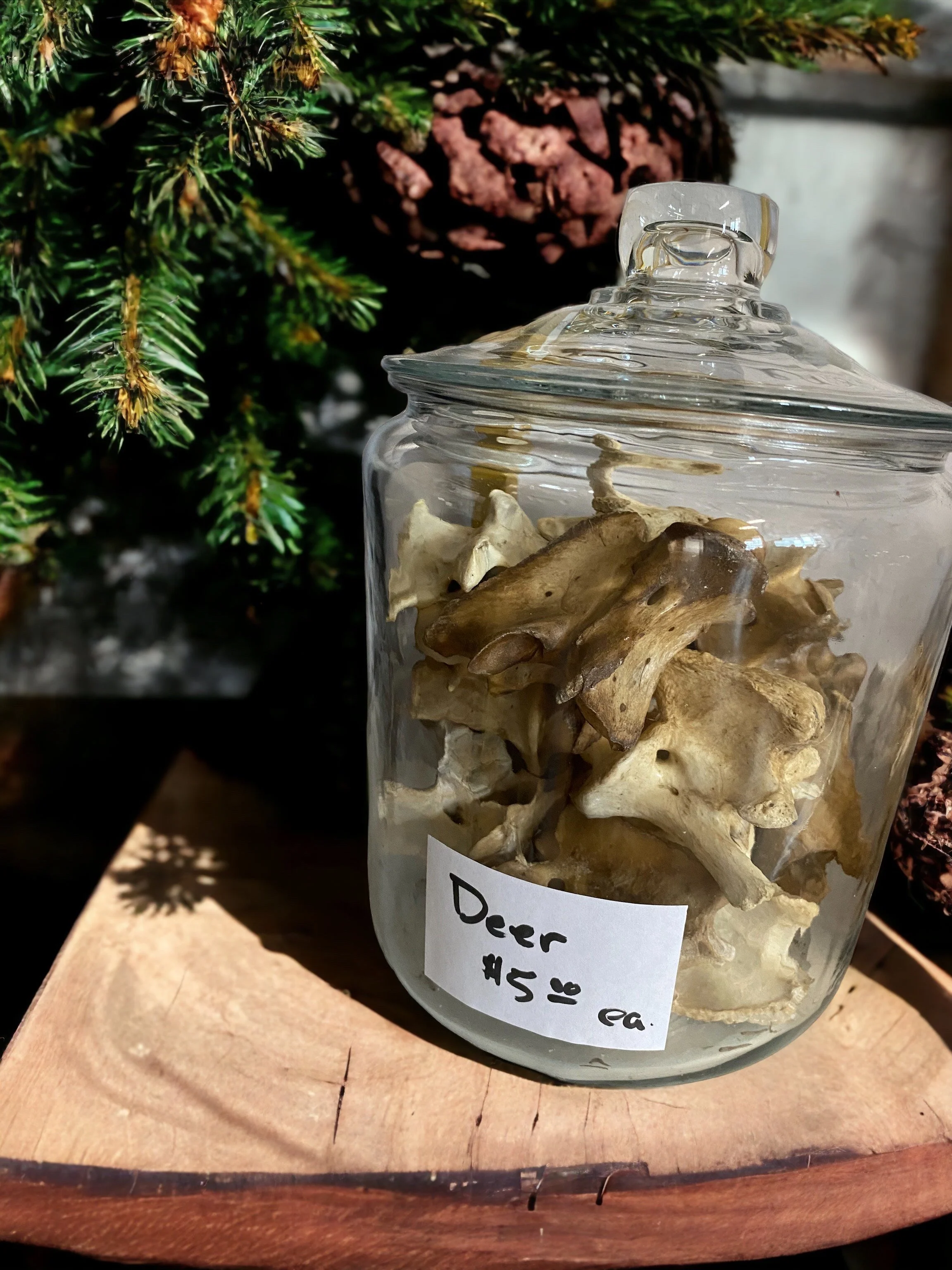 Deer Knuckle Bones (per bone) — Woodland Wanderland
