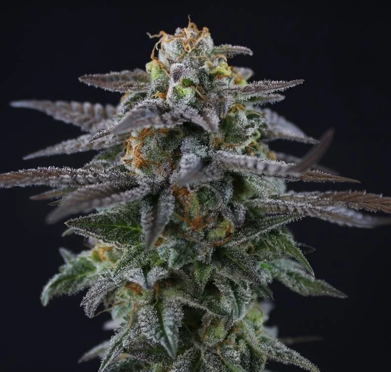 Store 2 — KEEFY CANOPY