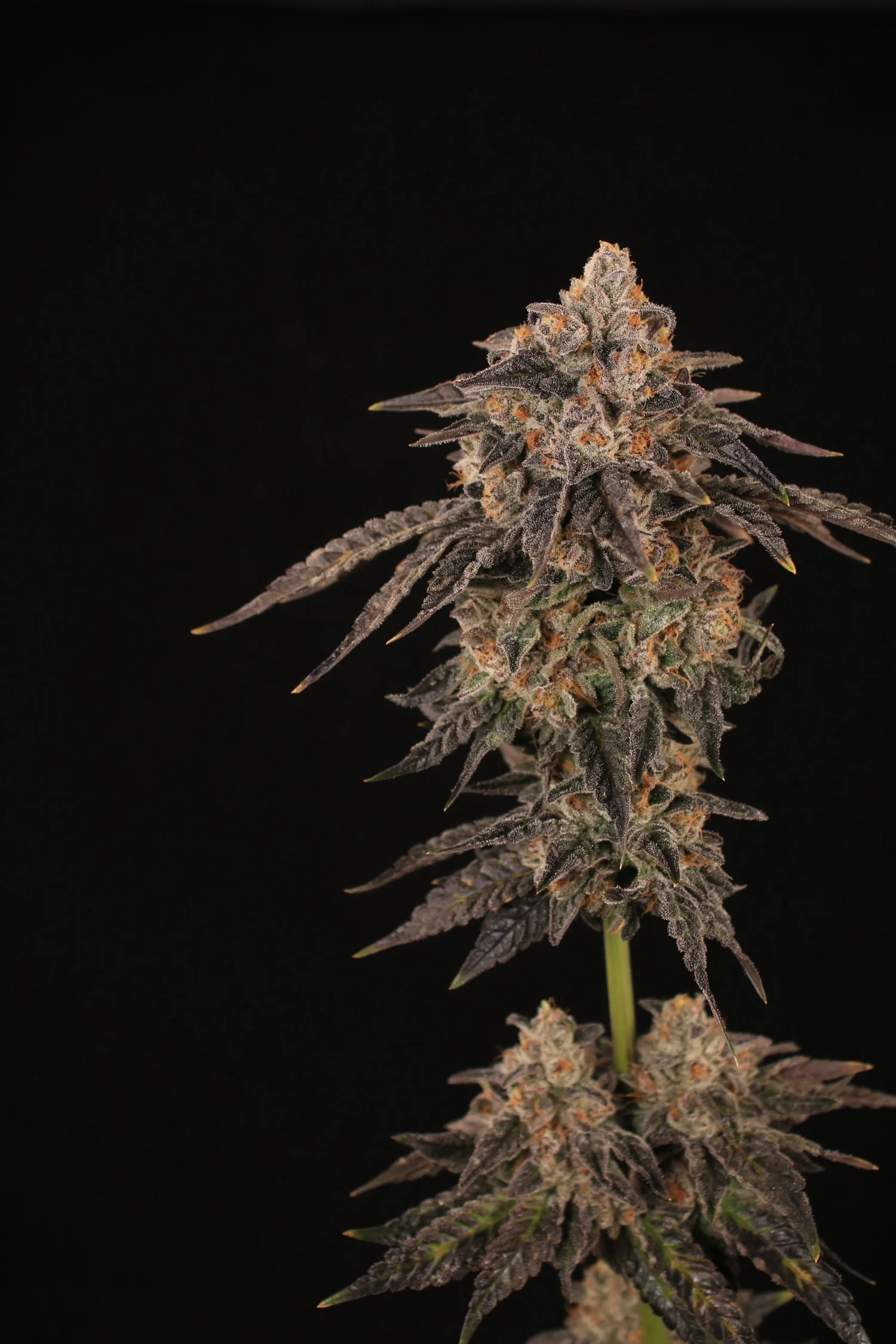 Store 2 — KEEFY CANOPY