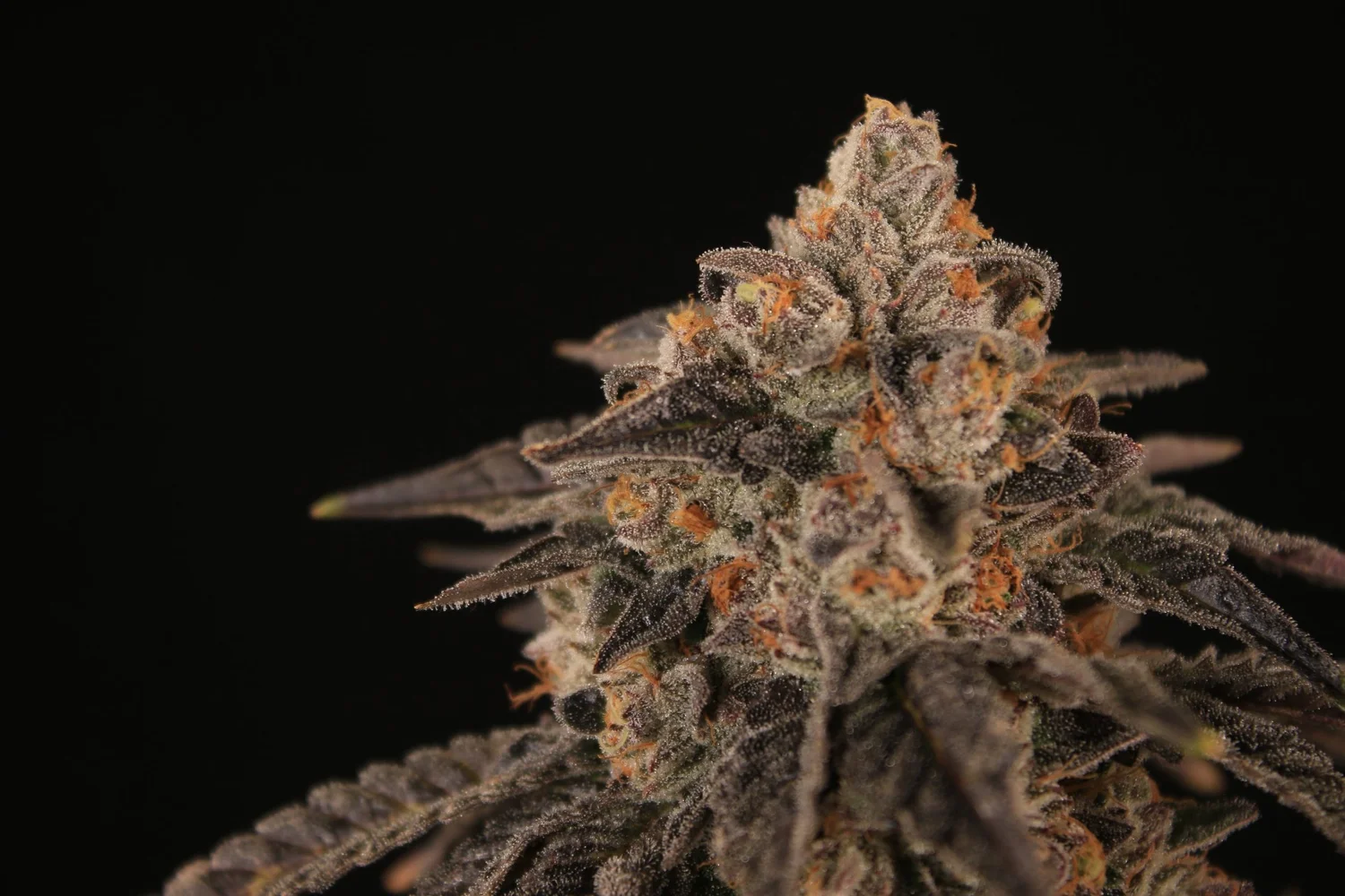 Store 2 — KEEFY CANOPY