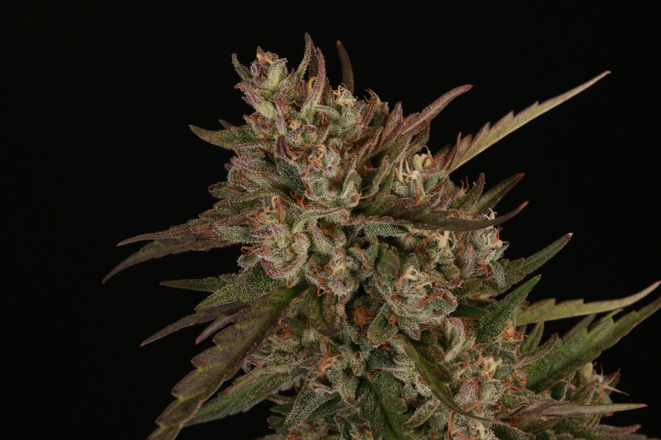 Store 2 — KEEFY CANOPY