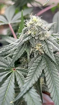 Covert Genetics Seed Store — KEEFY CANOPY