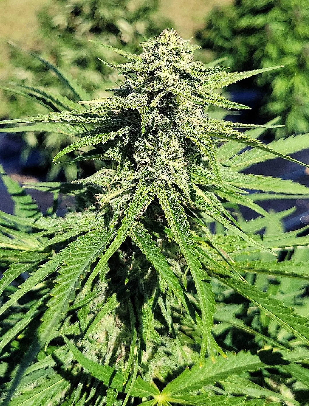 Guava Garcia Fast Flowering Feminized Photoperiod Seed souvenirs — KEEFY CANOPY