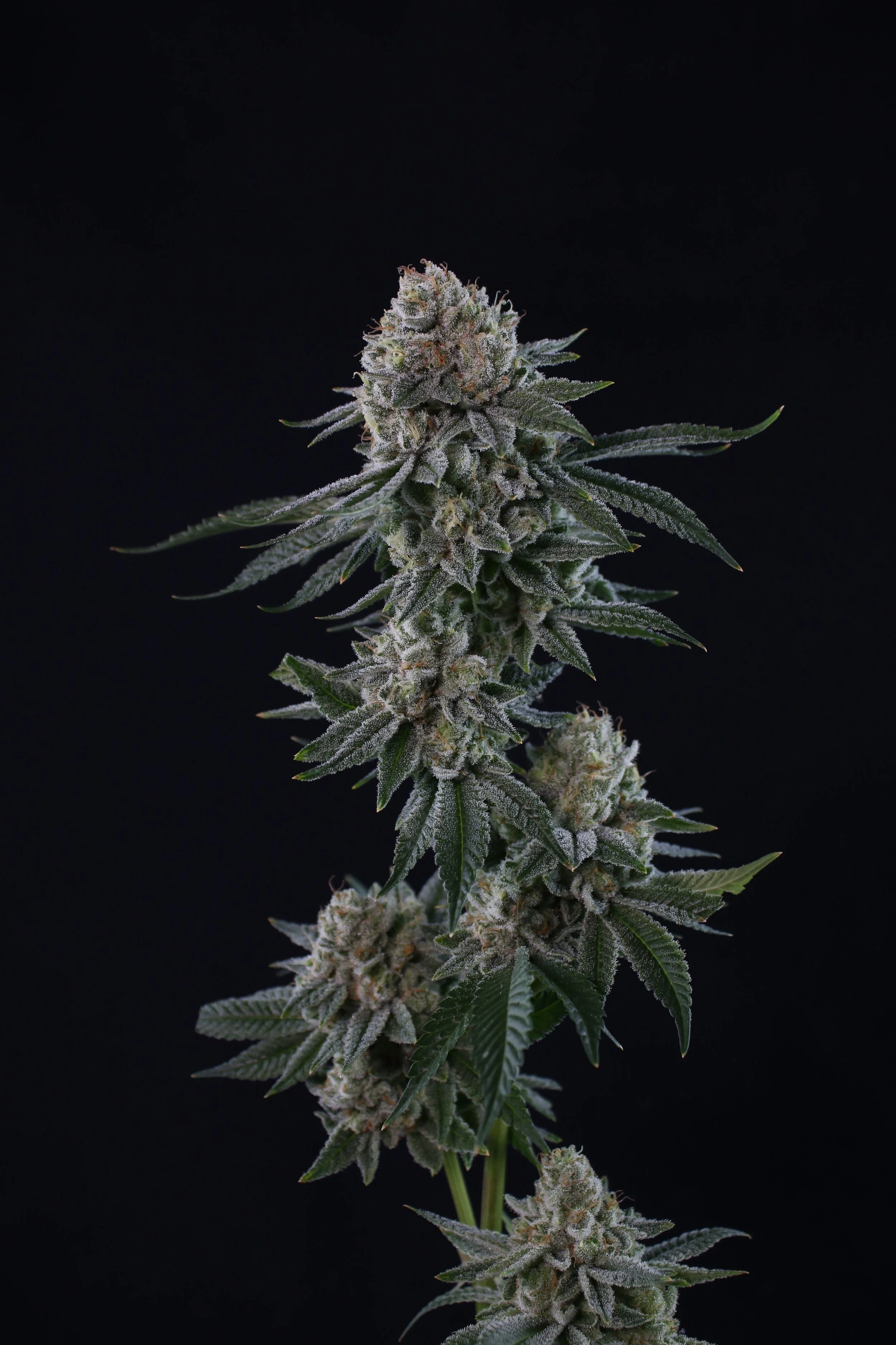 Mendo Dope Seed Store — KEEFY CANOPY