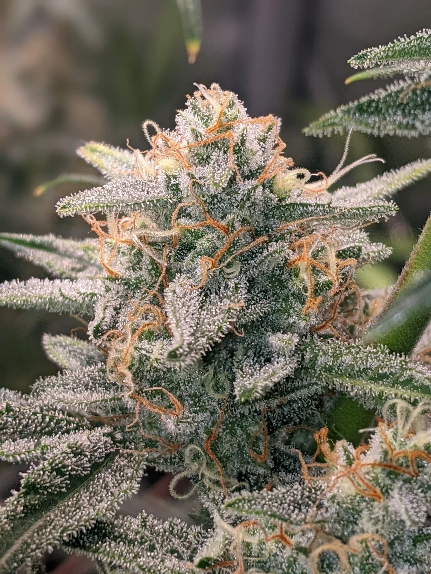 KEEFY CANOPY Keefy Canopy Seed to Session Connection