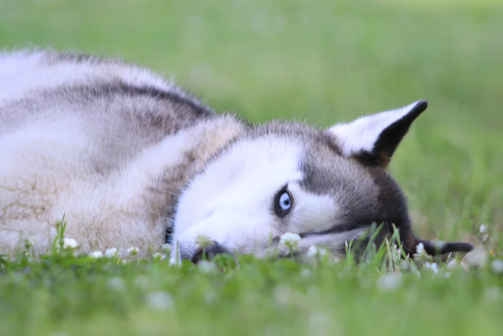 Gallery 2 — Off The Leash