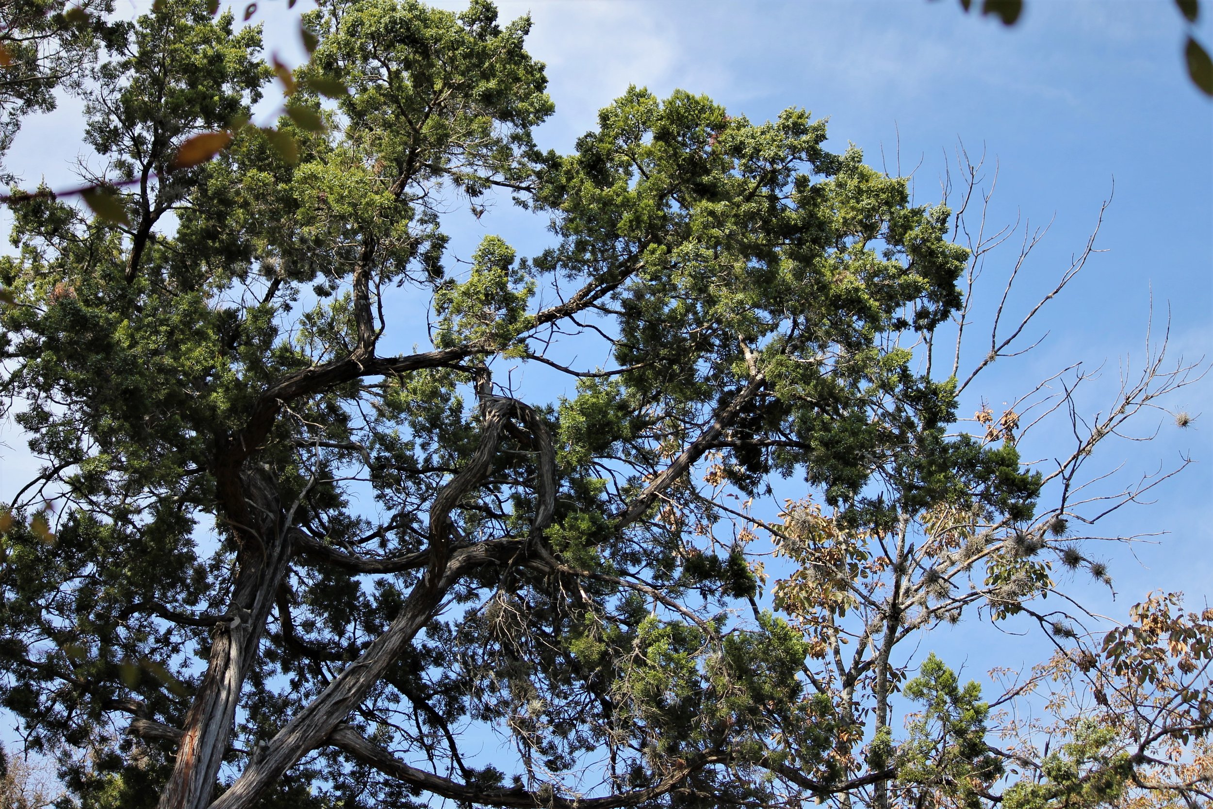 About — Austin Tree of the Year Awards