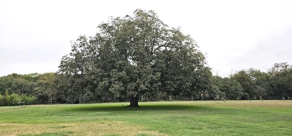 Winners Gallery — Austin Tree of the Year Awards