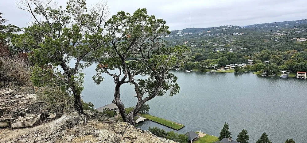 Winners Gallery — Austin Tree of the Year Awards