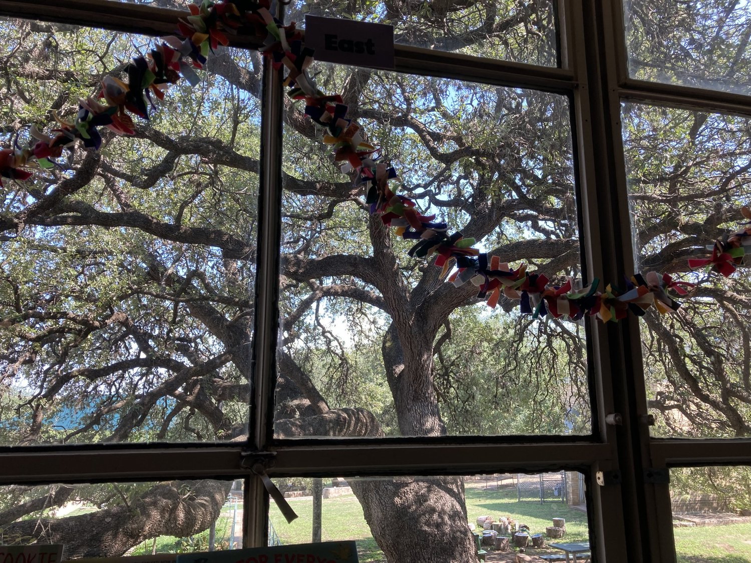 Winners Gallery — Austin Tree of the Year Awards