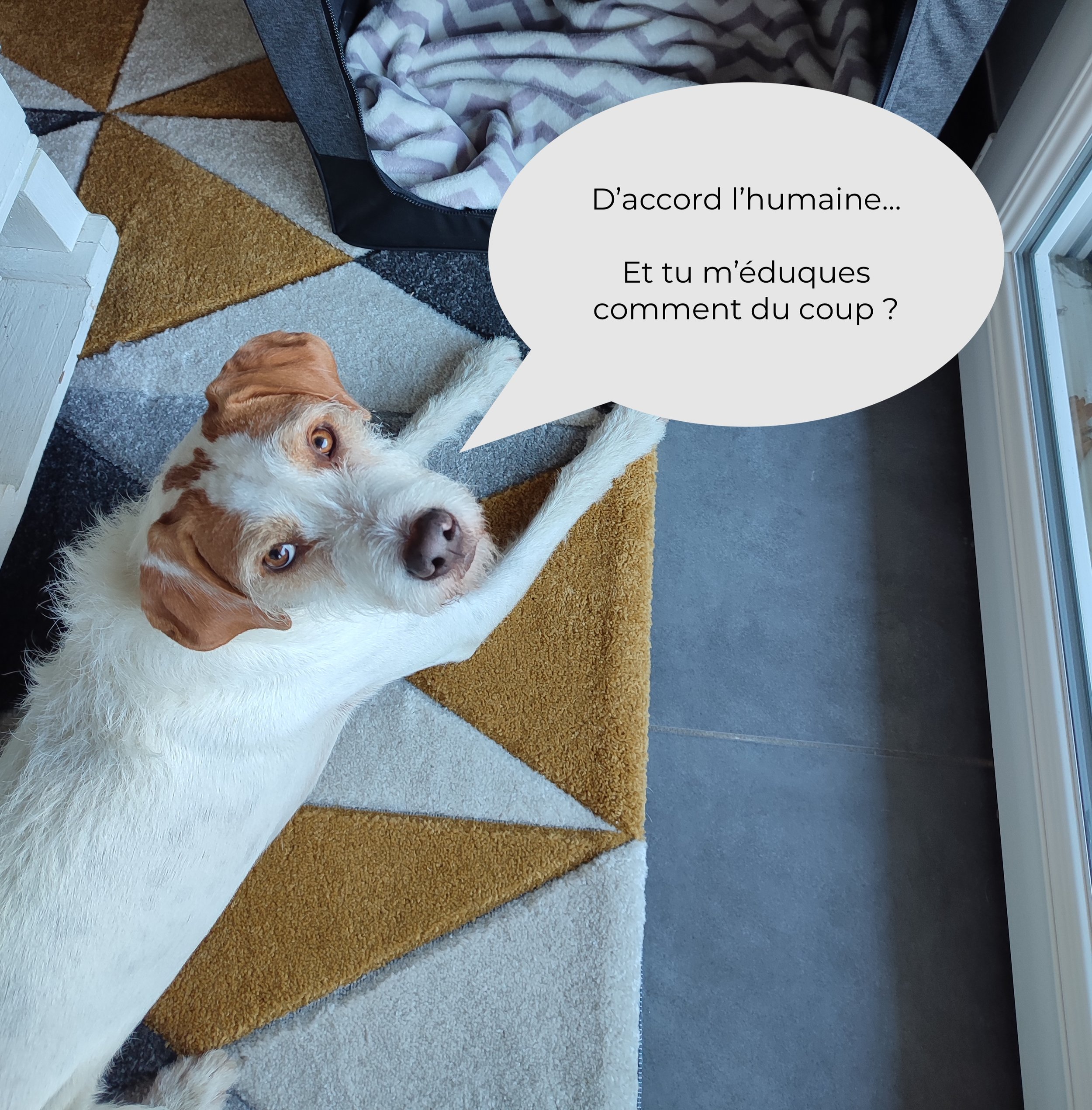 Donner des knackis… Alors l’éducation positive ne se résumerait donc qu ...