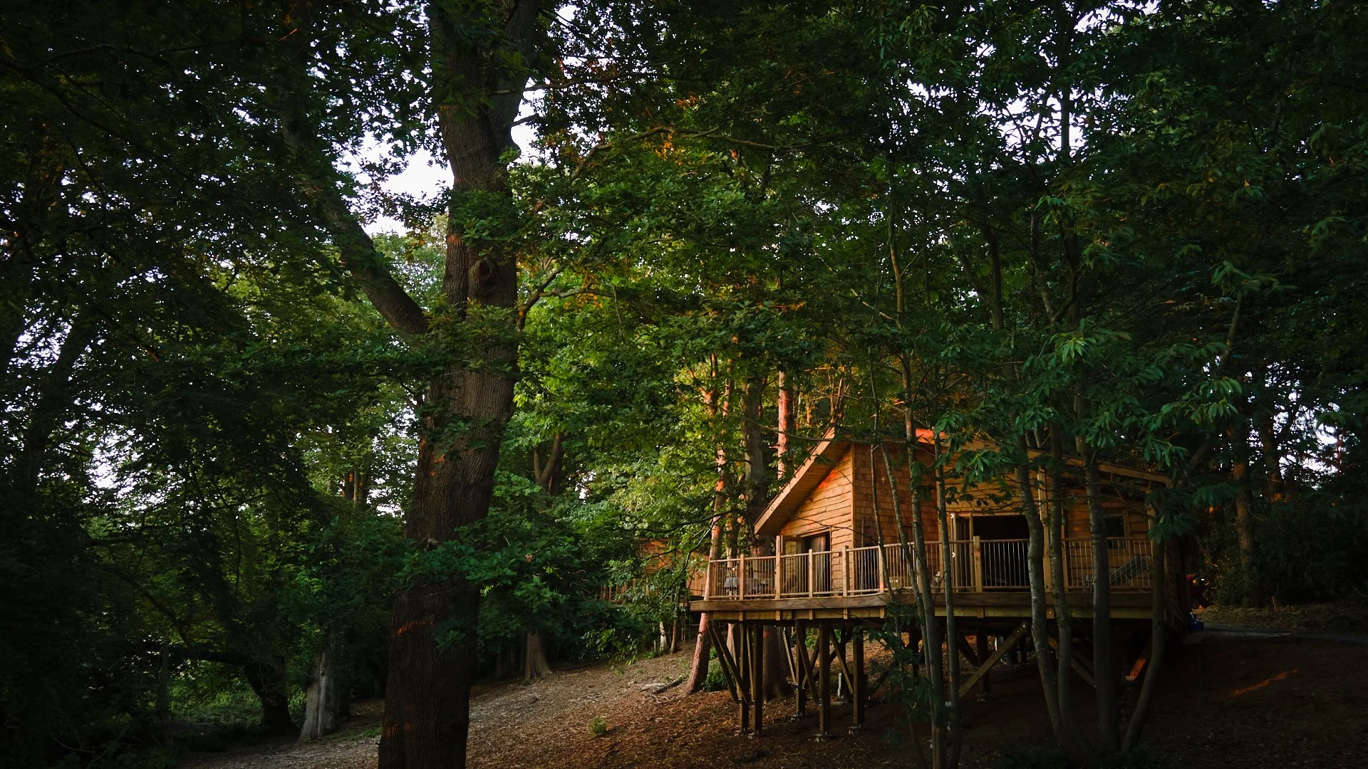Cowdray Treehouses — TreeHouse Retreats