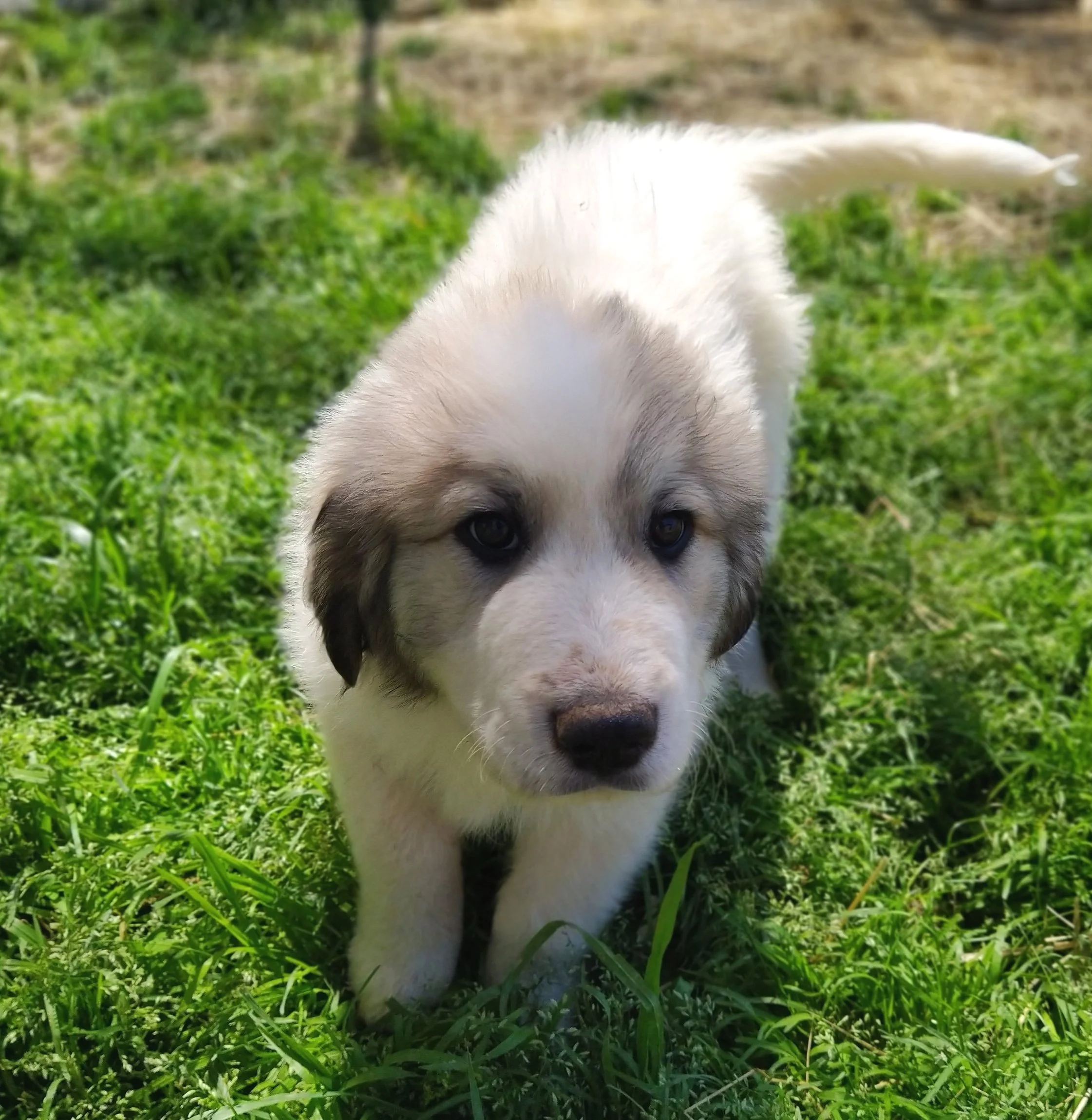 Available Puppies — Freedom Valley Pyrenees