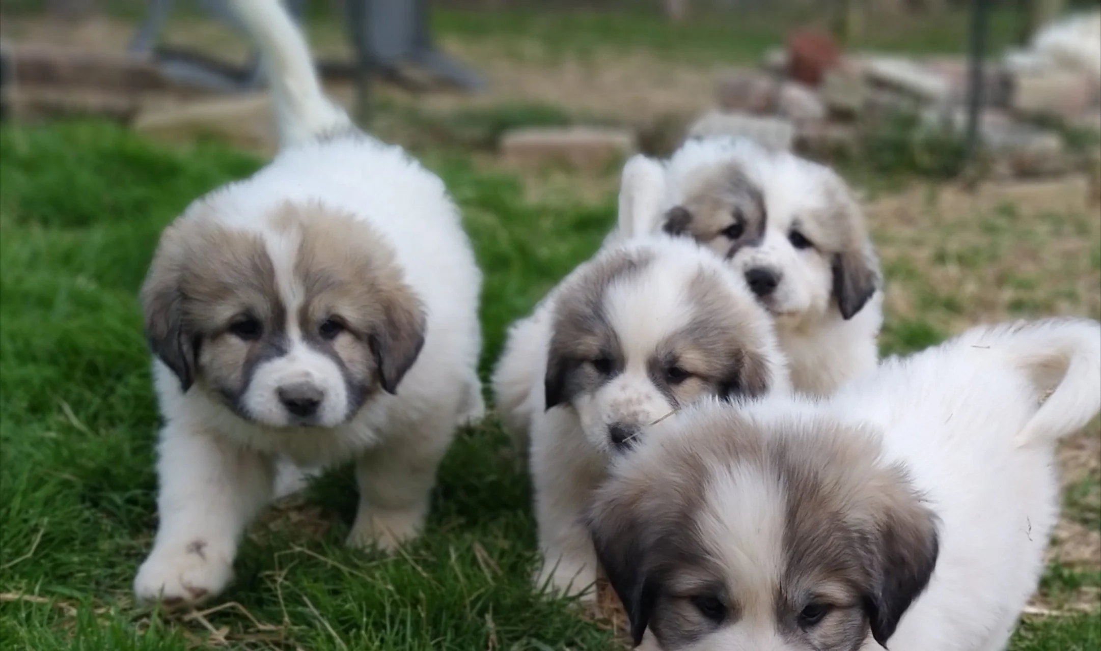 Available Puppies — Freedom Valley Pyrenees