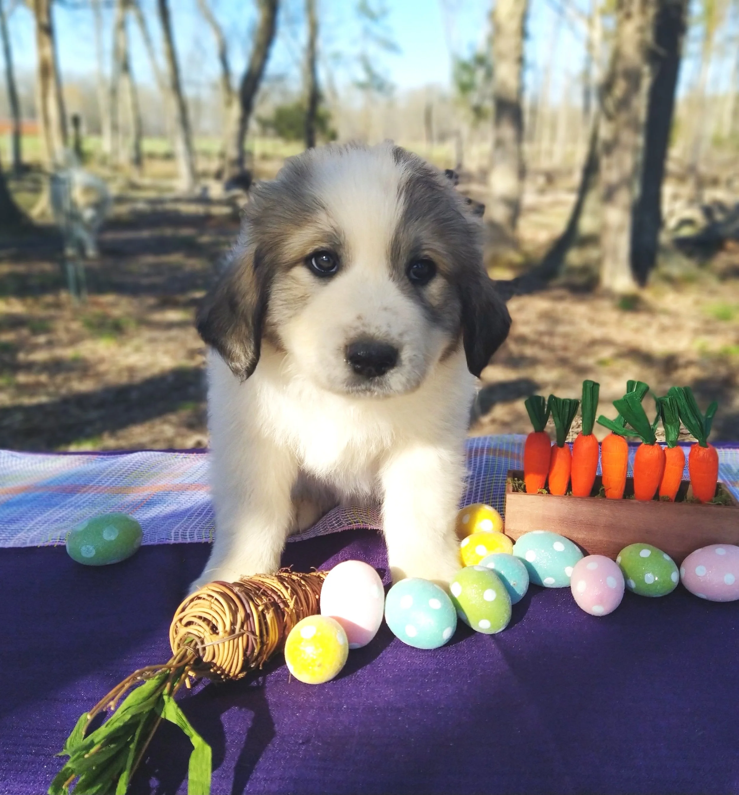 Available Puppies — Freedom Valley Pyrenees