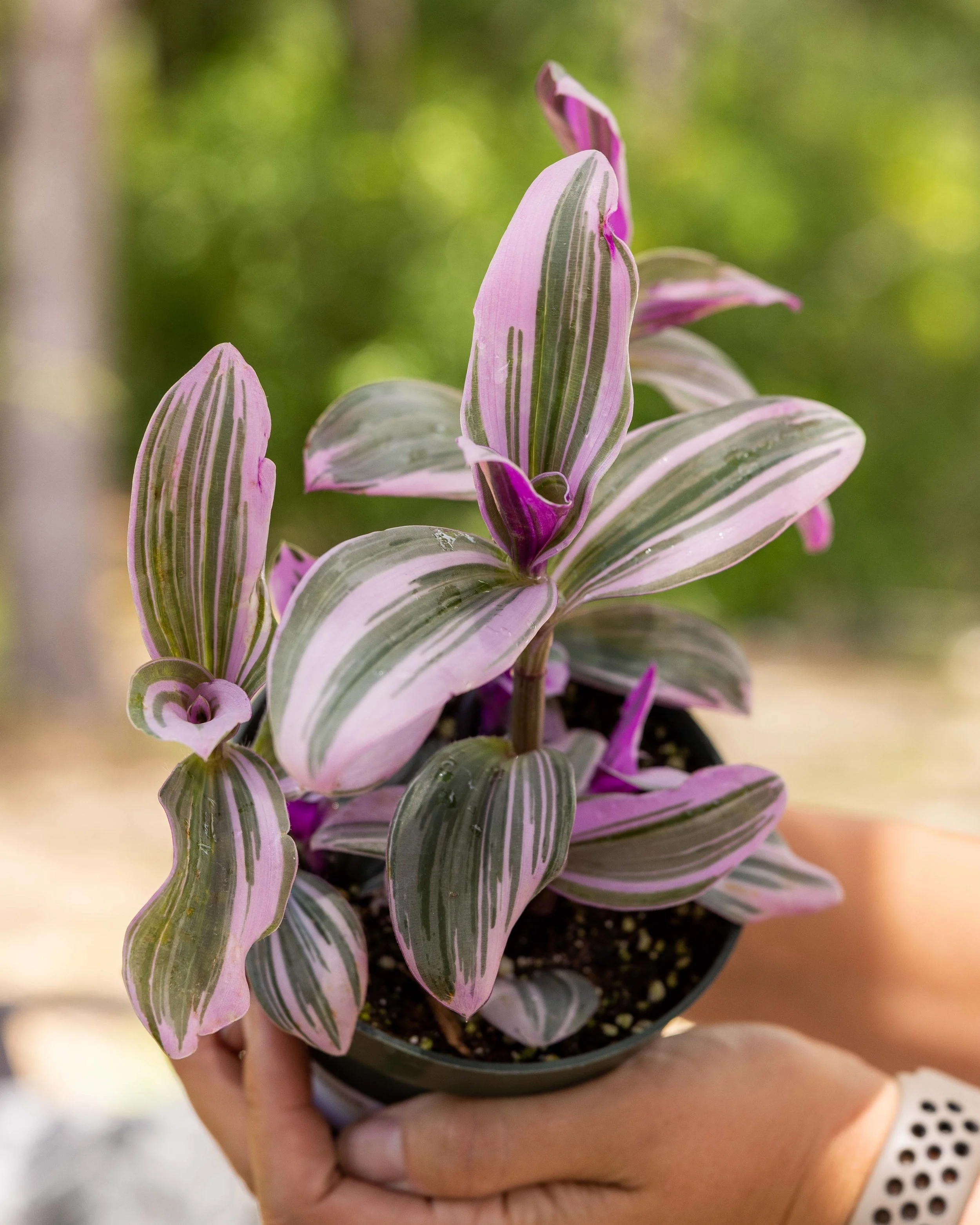 All Plants — Anavrin Botanicals