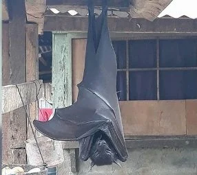 Ahool: 12ft Bat-Like Creature Spotted in Indonesia