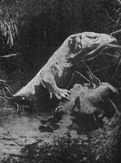 Kasai Rex: A Modern Day Dinosaur Hiding in the Congo?