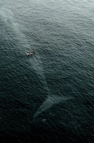 Scary Ocean Pictures: 14 Scary Photos to Trigger Your Thalassophobia