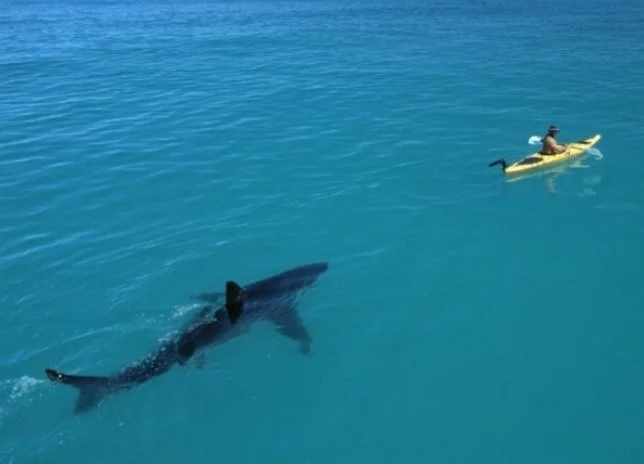 Scary Ocean Pictures: 14 Scary Photos to Trigger Your Thalassophobia